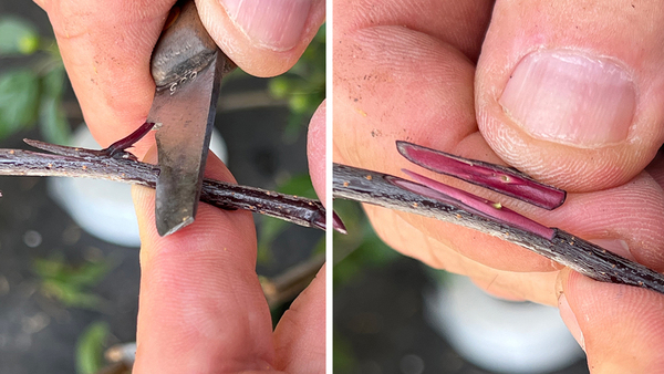 A Step-by-Step Guide to Two Grafting Techniques - Fine Gardening
