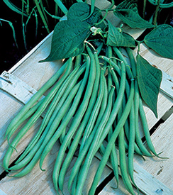 FineGardening - FineGardening