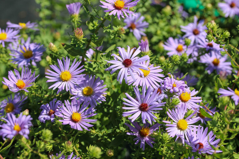 Perennials That Bloom Through Late Fall - Fine Gardening