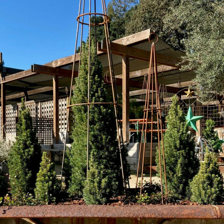 Tips and Tricks for Container Gardening With Conifers - Fine Gardening