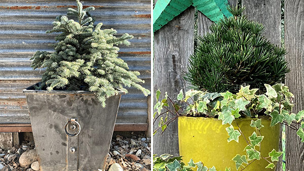 Conifers to Consider - Fine Gardening