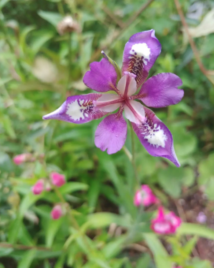 Plantas inusuales de Bulbgirl – FineGardening – Mis Plantas