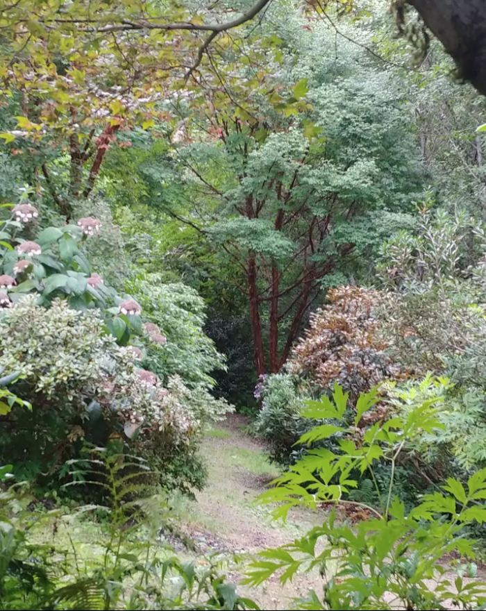 Plantas inusuales de Bulbgirl – FineGardening – Mis Plantas