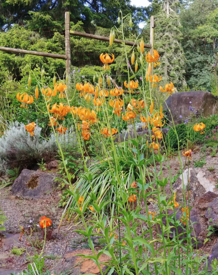 Plantas inusuales de Bulbgirl – FineGardening – Mis Plantas