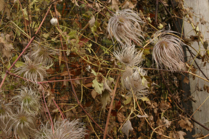 Episode 125: Sensational Seed Heads - Fine Gardening