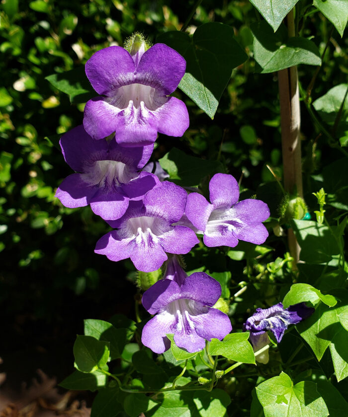 Plants With Purple Flowers for the Southwest - Fine Gardening