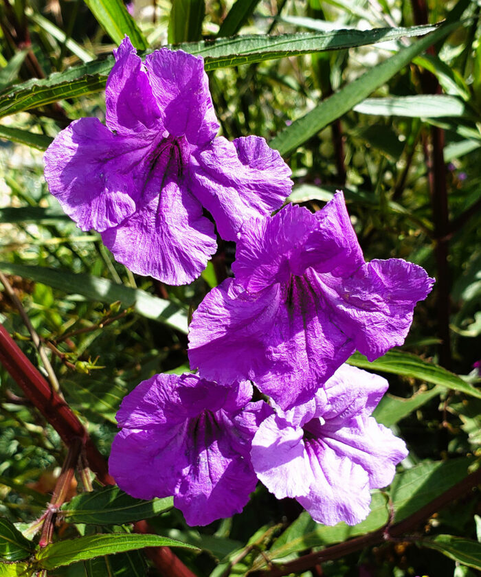 Plants With Purple Flowers for the Southwest - Fine Gardening