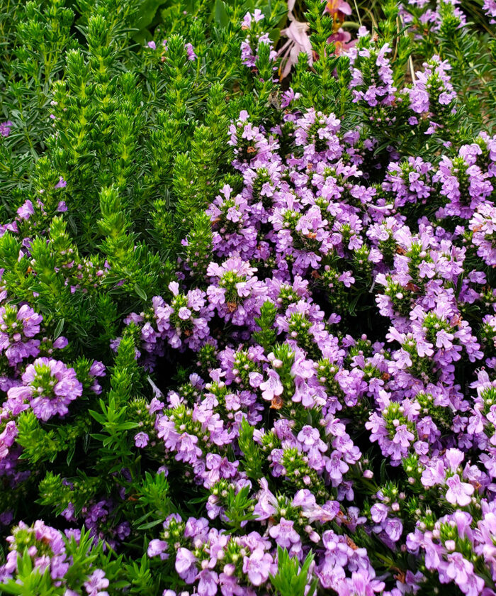 Plants With Purple Flowers for the Southwest - Fine Gardening