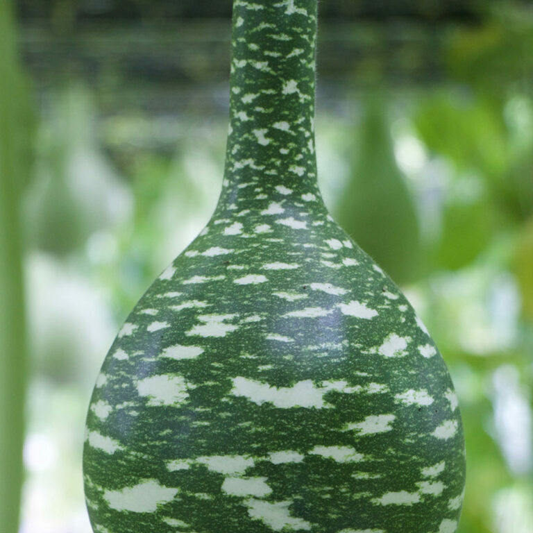 How to Grow Bottle Gourds - Fine Gardening