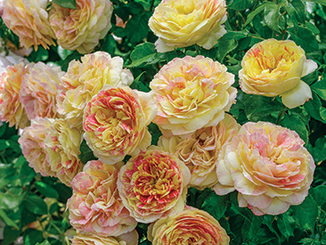 FineGardening - FineGardening