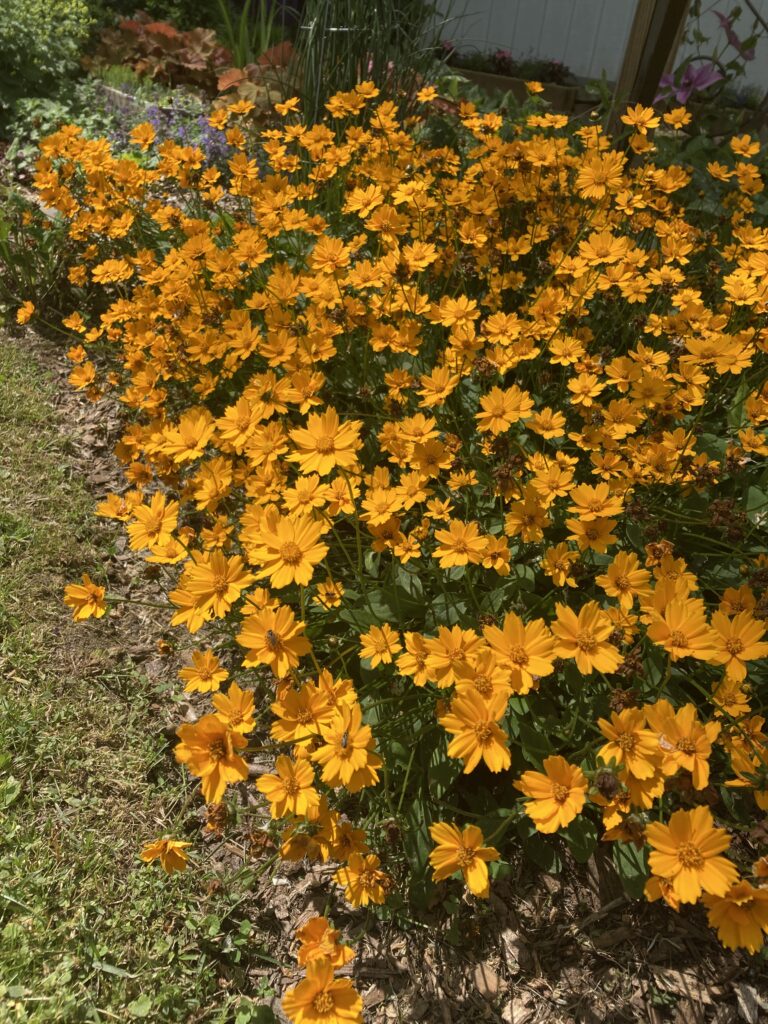 Hot Flowers Worth Growing - Fine Gardening