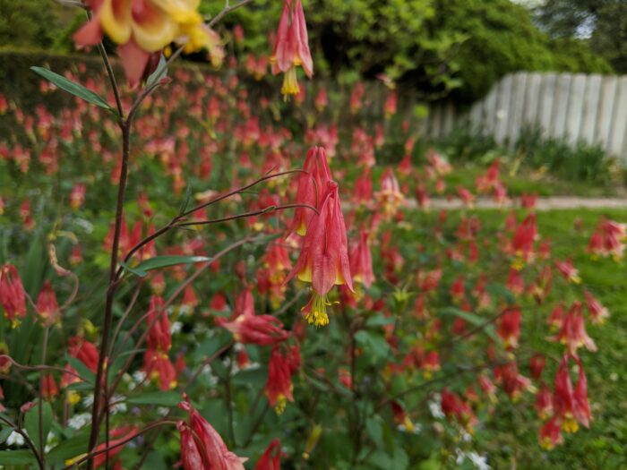 Hot Flowers Worth Growing - Fine Gardening