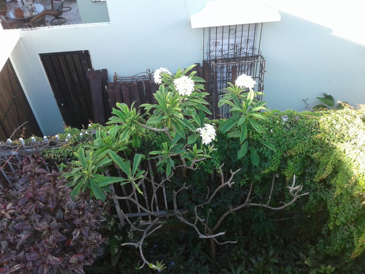 Flowers From Puerto Rico - Fine Gardening