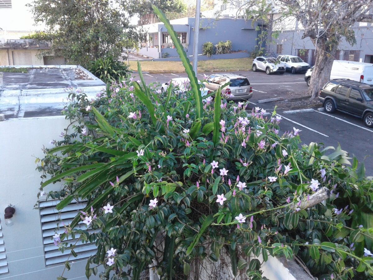 Flowers From Puerto Rico - Fine Gardening