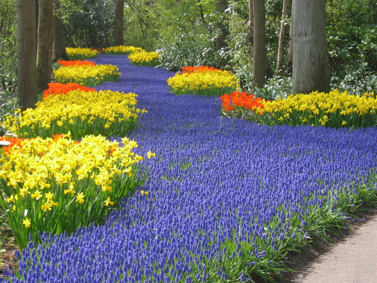 GPOD on the Road: Keukenhof - Fine Gardening
