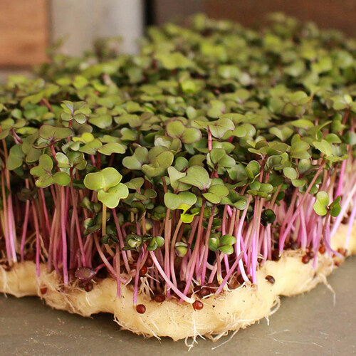 Hydroponic Microgreens - Fine Gardening