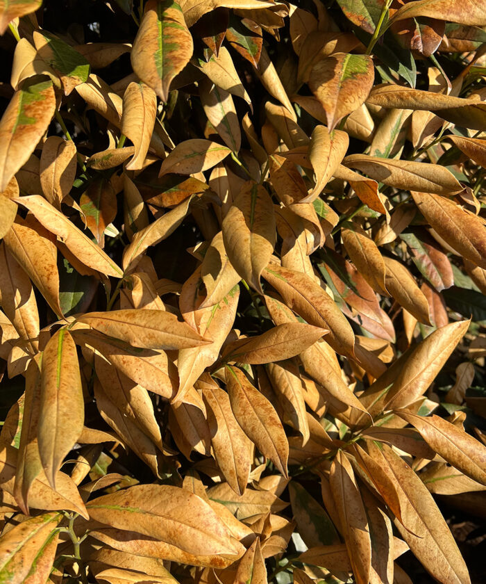 How to Protect and Revive Plants After an Unexpected Freeze - Fine ...