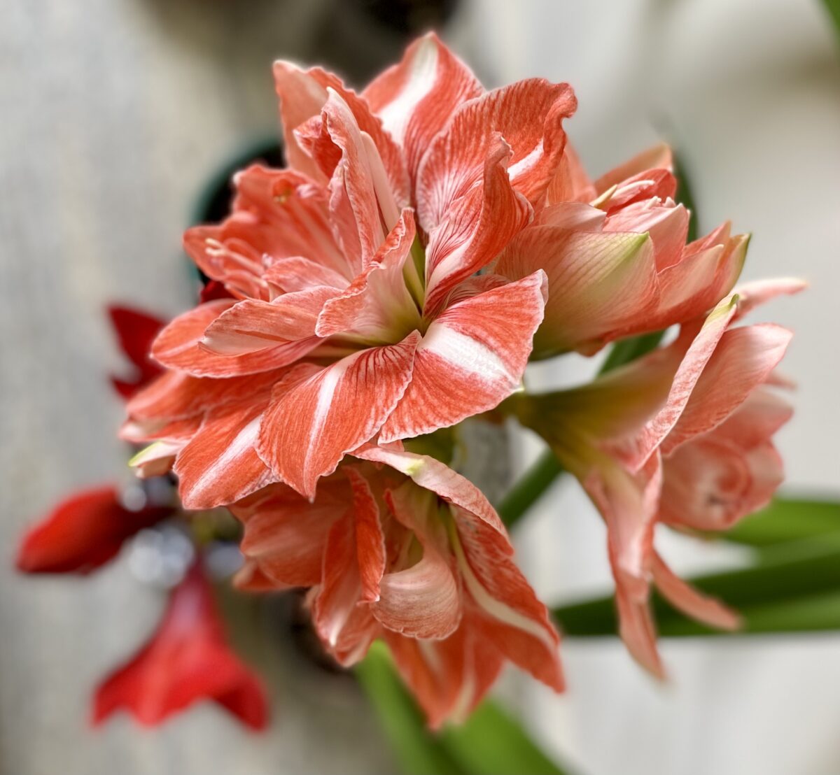 A Love for Amaryllis - Fine Gardening