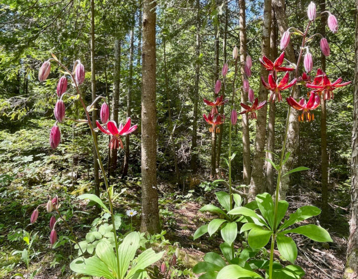 A Pollinator Garden on Lake Huron - Fine Gardening