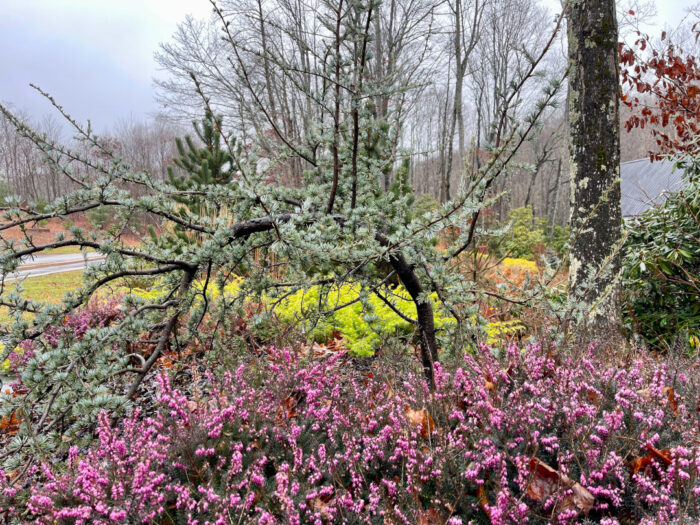 Winter Interest in Jay’s Garden - Fine Gardening