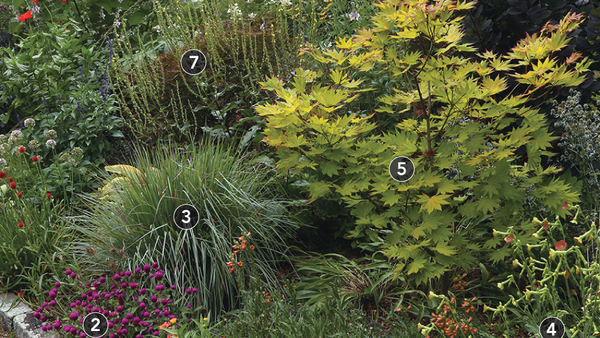 Planting Plan for a Geometric Garden - Fine Gardening