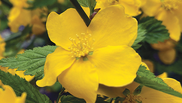 Shade-Loving Shrubs for the Midwest - Fine Gardening