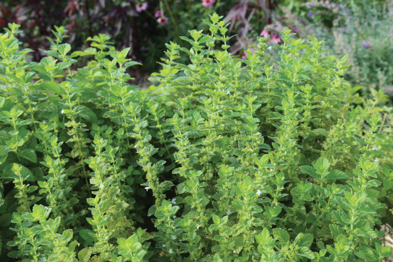 8 Great Herbs Easily Grown From Seed - Fine Gardening