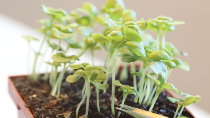 6 Tips to Successfully Grow Herbs Inside Year-Round - Fine Gardening