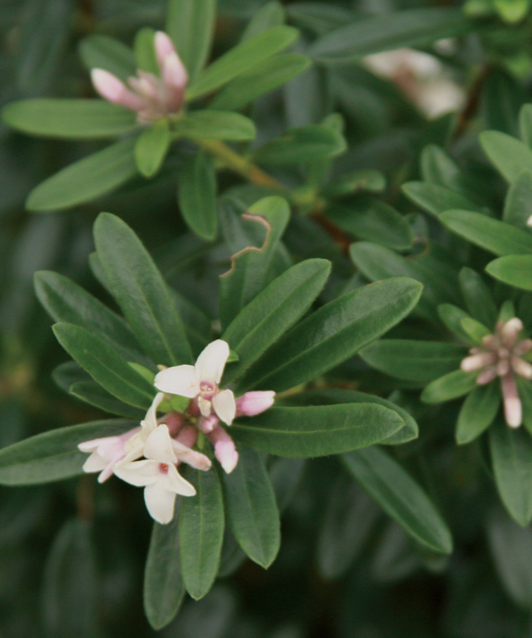 Shade-Loving Shrubs for the Mountain West - Fine Gardening