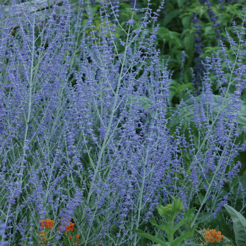 5 Bold Plants With Stunning Structure - Fine Gardening