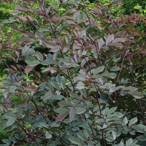 5 Bold Plants With Stunning Structure - Fine Gardening