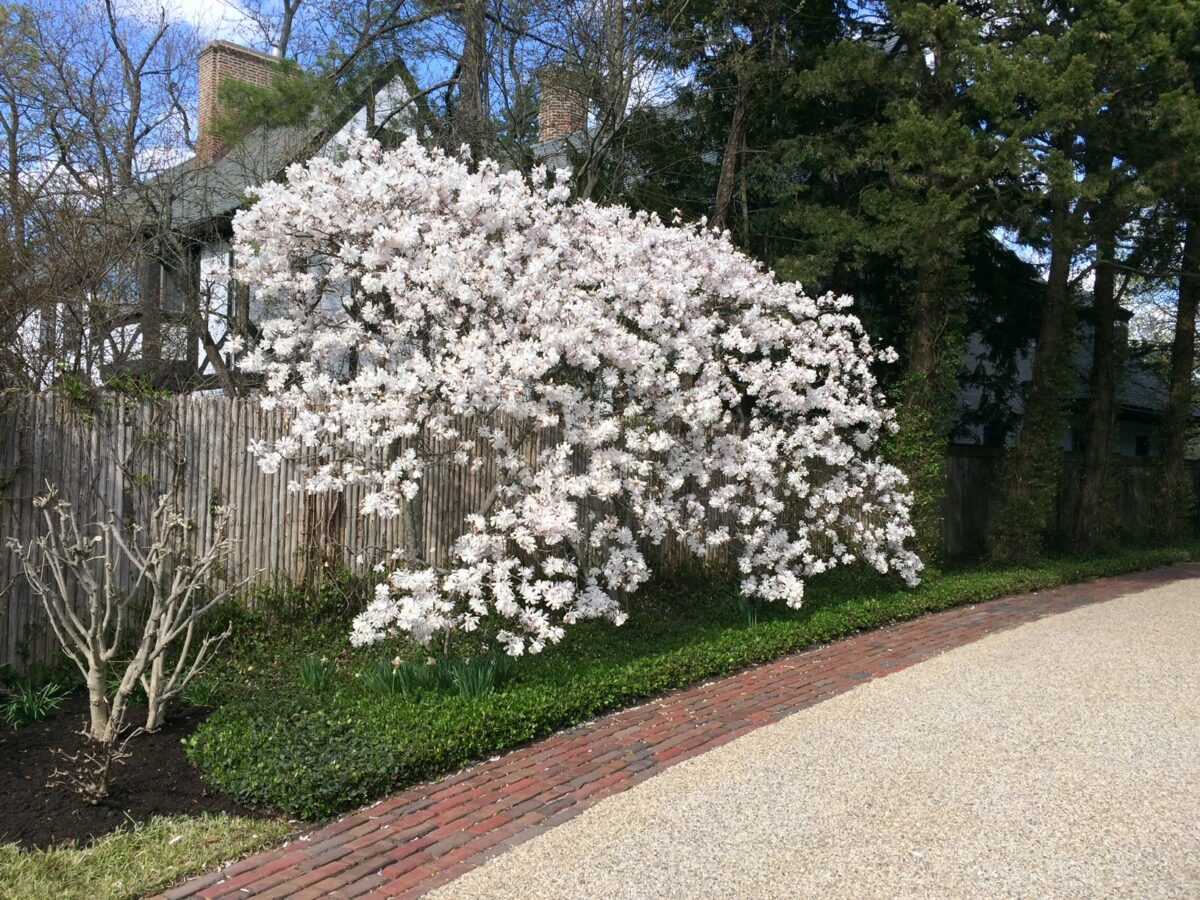 Not Your Ordinary White Flowers - Fine Gardening