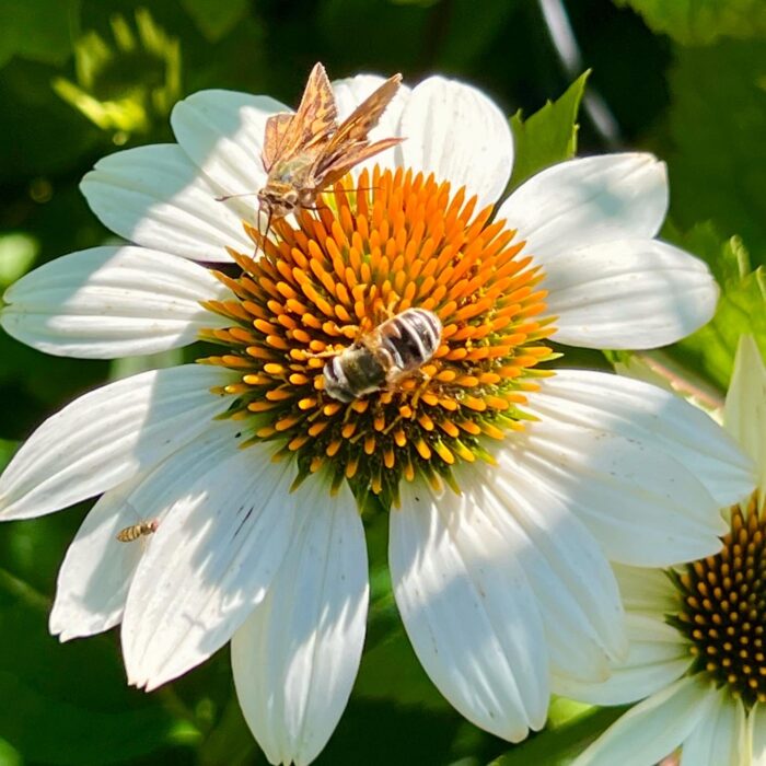 Not Your Ordinary White Flowers - Fine Gardening