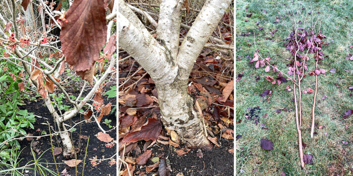 Specialized Pruning Techniques: Stooling, Sucker Removal, and Lift ...