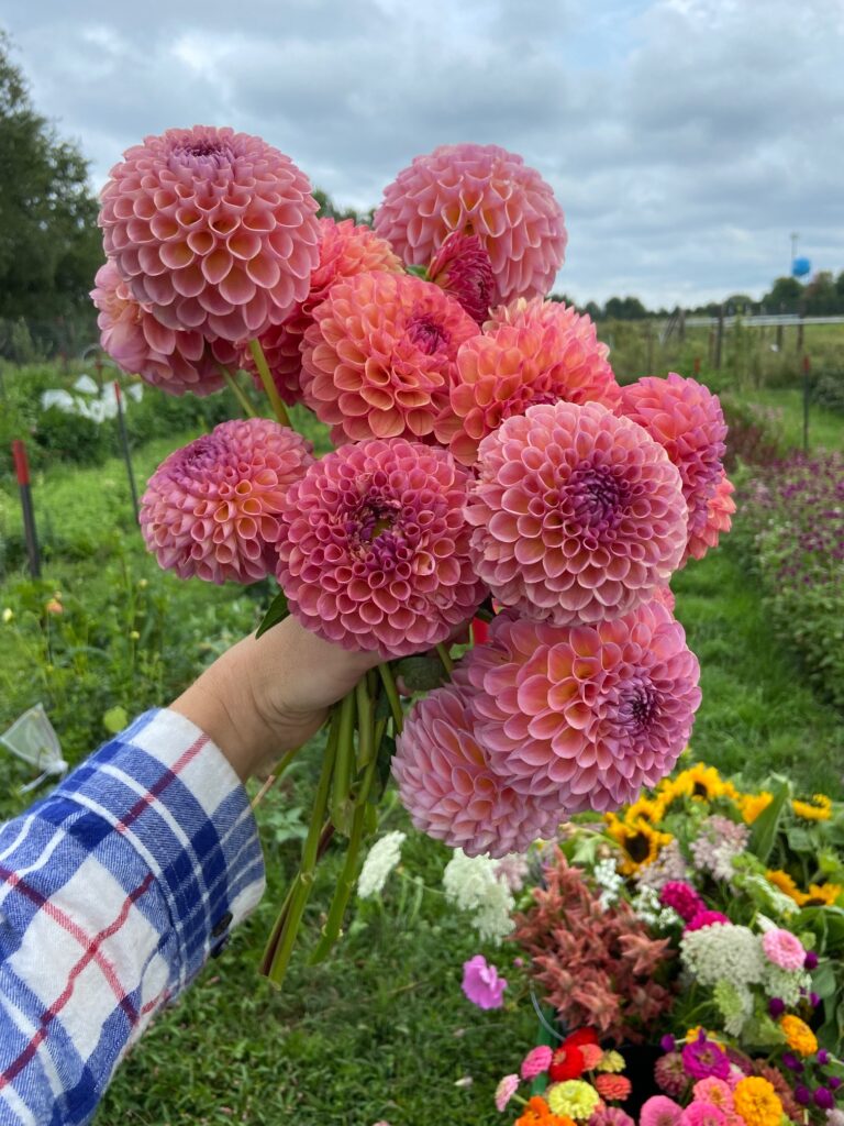 An Artist’s Flower Farm - Fine Gardening