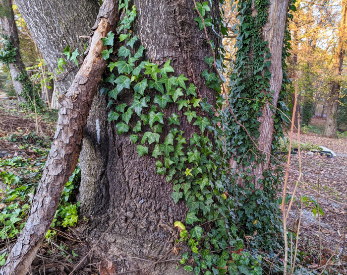 How to Get Rid of English Ivy and Other Invasive Ground Covers - Fine ...