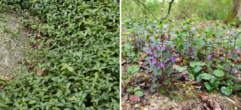 How to Get Rid of English Ivy and Other Invasive Ground Covers - Fine ...