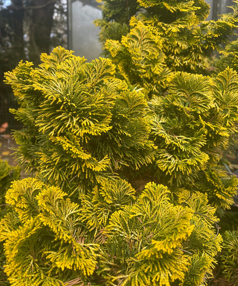 Colorful Conifers for Year-Round Interest - Fine Gardening