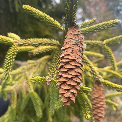 Colorful Conifers for Year-Round Interest - Fine Gardening