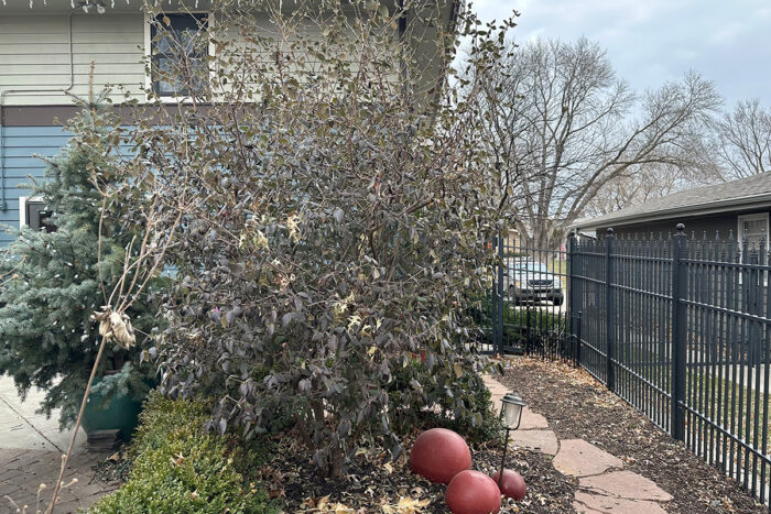 Rejuvenation Pruning Tips for Overgrown Shrubs - Fine Gardening