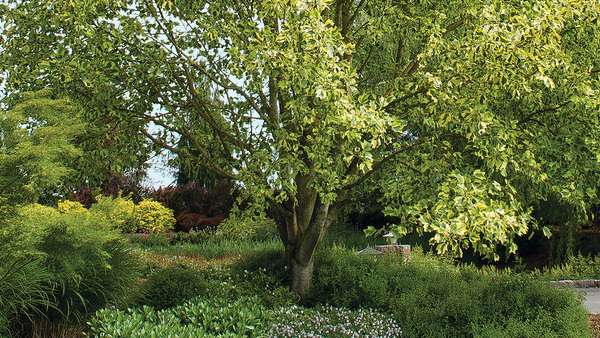 Expert Tips for Planting Under Trees - Fine Gardening