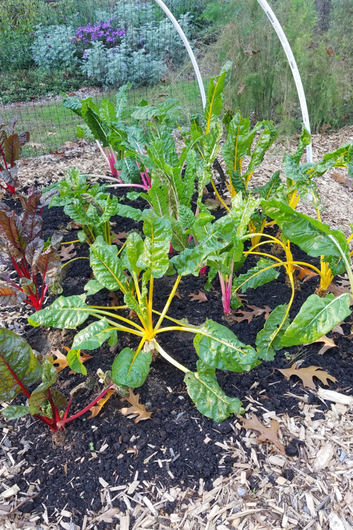 Episode 130: Favorite Spring Greens - Fine Gardening
