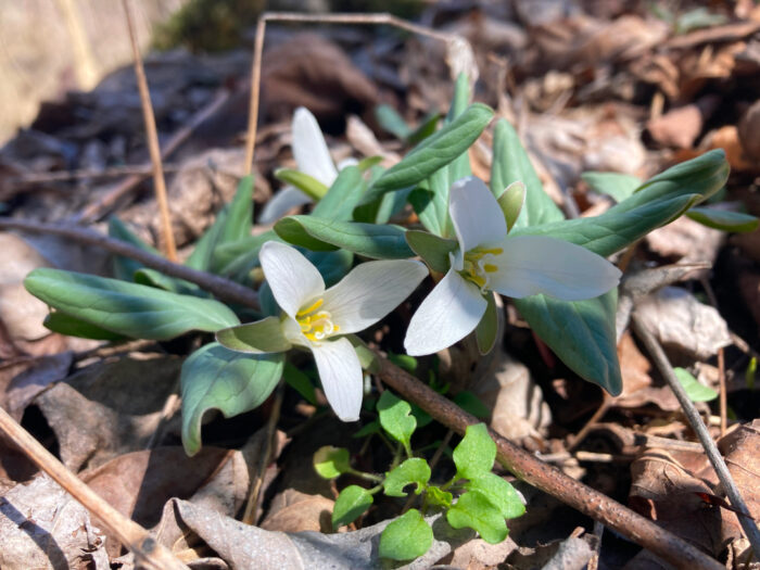 First Blooms of Early Spring - Fine Gardening