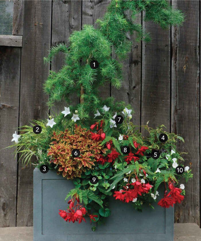 Planting Plan for a Dynamic Four-Season Woodland Container Design ...