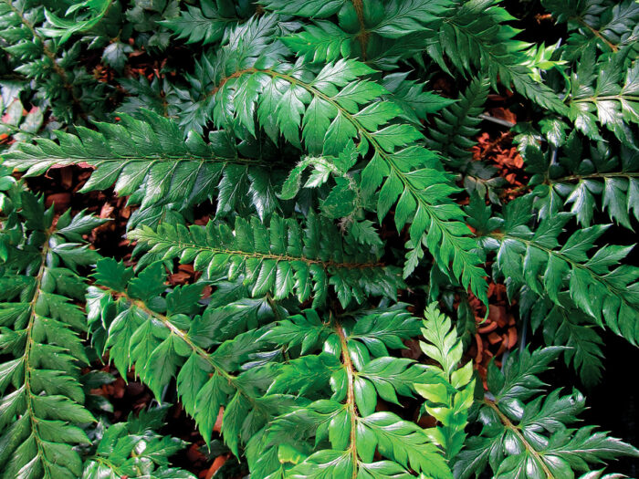 An Effortless Evergreen Fern - Fine Gardening