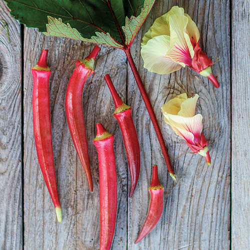 ‘Candle Fire’ Okra Is Beautiful and Bountiful - Fine Gardening