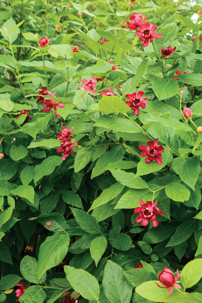 Best of the Sweetshrubs: Plant Trial Results - Fine Gardening