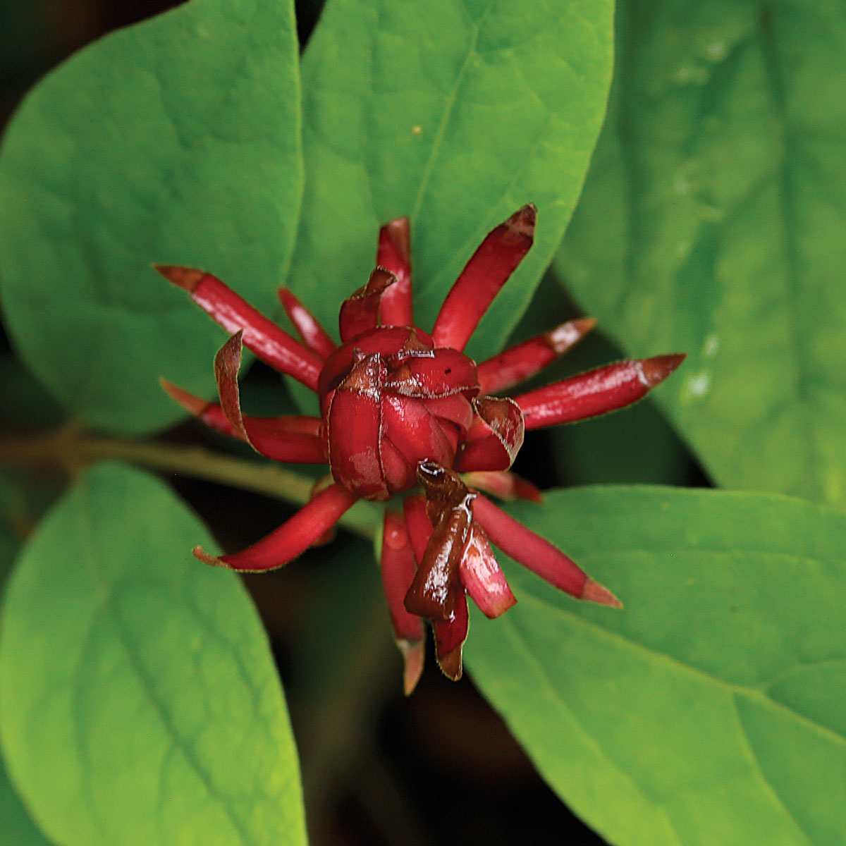 Best of the Sweetshrubs: Plant Trial Results - Fine Gardening