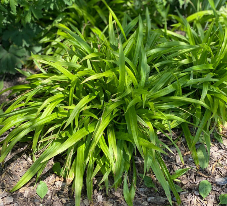 3 Hardy Native Sedges You Should Grow - Fine Gardening
