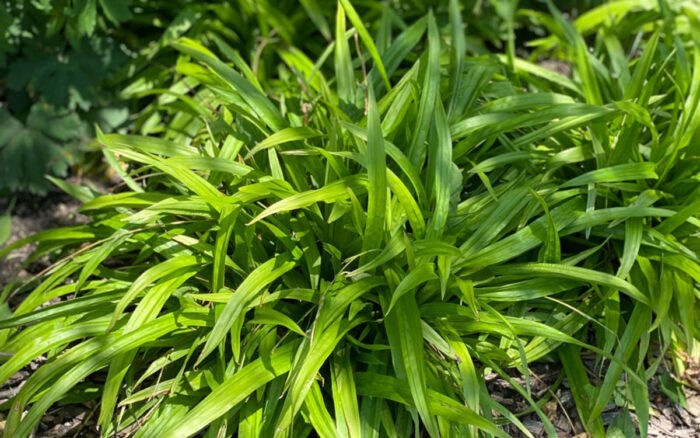 3 Hardy Native Sedges You Should Grow - Fine Gardening